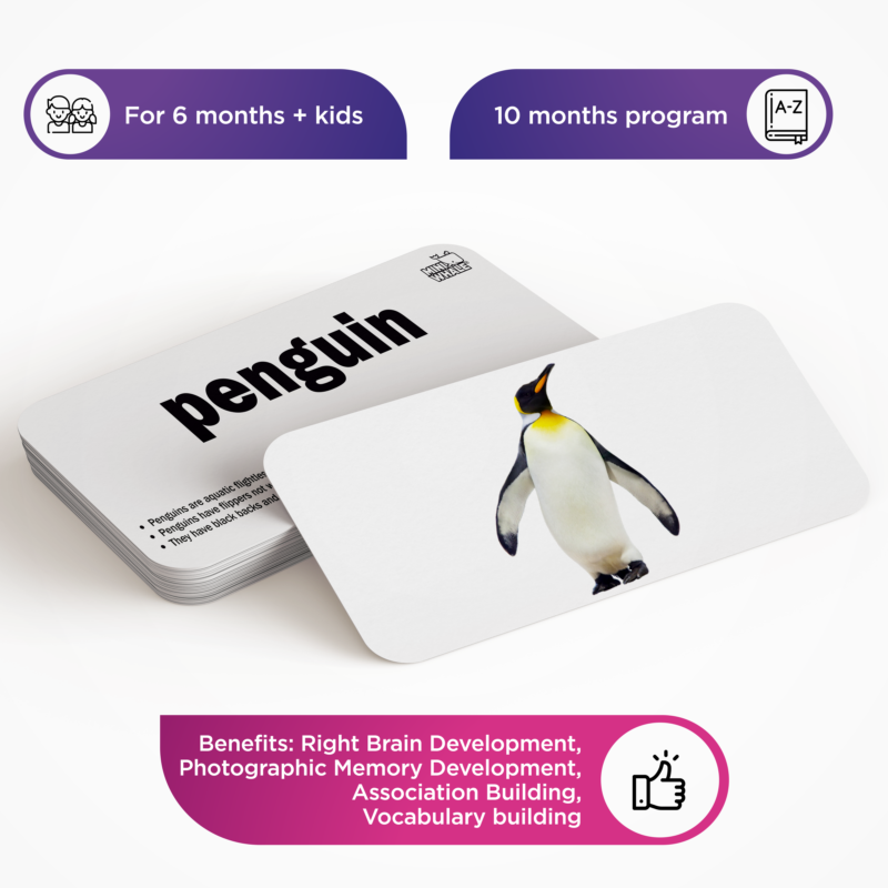 Cognitive Stimulation Program (300 Days Program) – Miniwhale